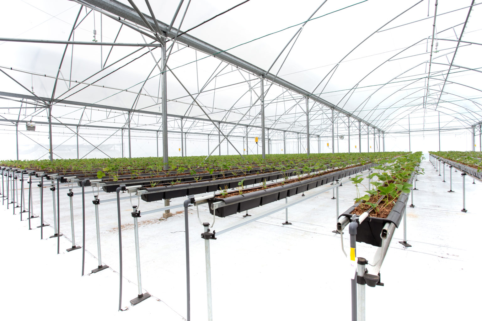 Hyoshii Farm - Locally Produce Strawberry in Indonesia