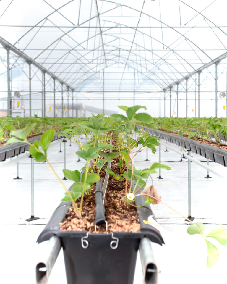 Hyoshii Farm - Locally Produce Strawberry in Indonesia